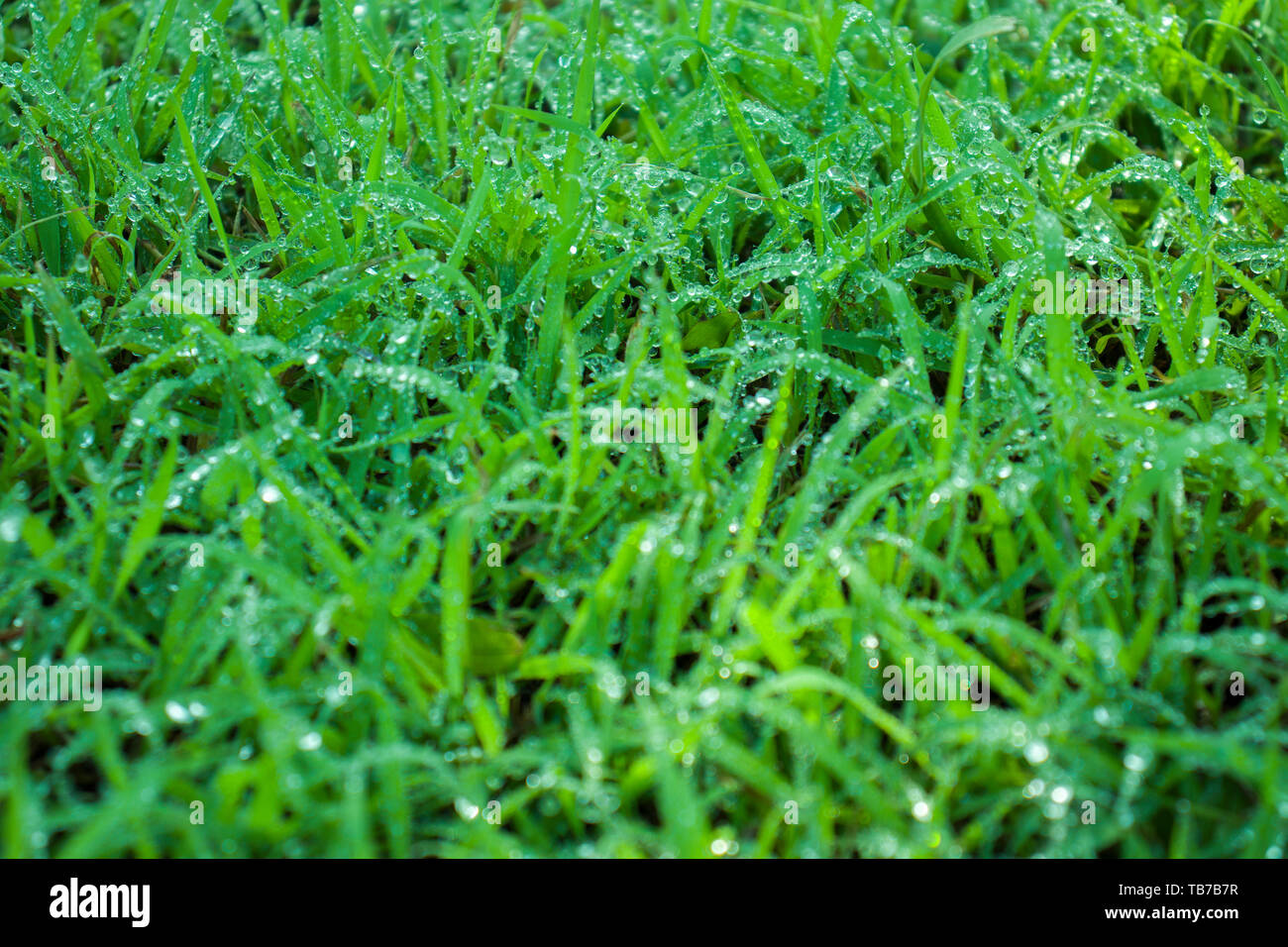 Wallpaper 1920x1080 Texture Grass Trees, Park, Grass Wallpaper, HD