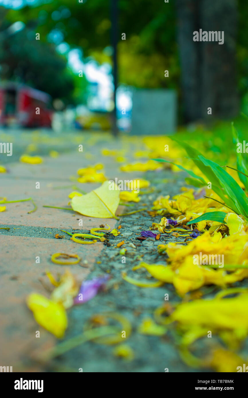 Flower high resolution hi-res stock photography and images - Alamy