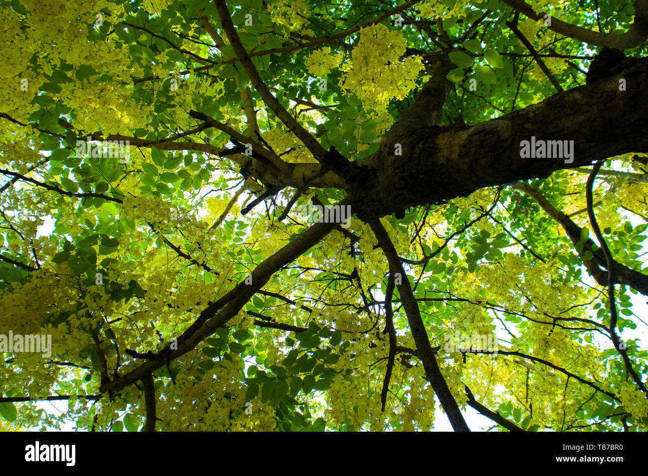 bottom view of tree in jungle and lighting of morning.forest and ...