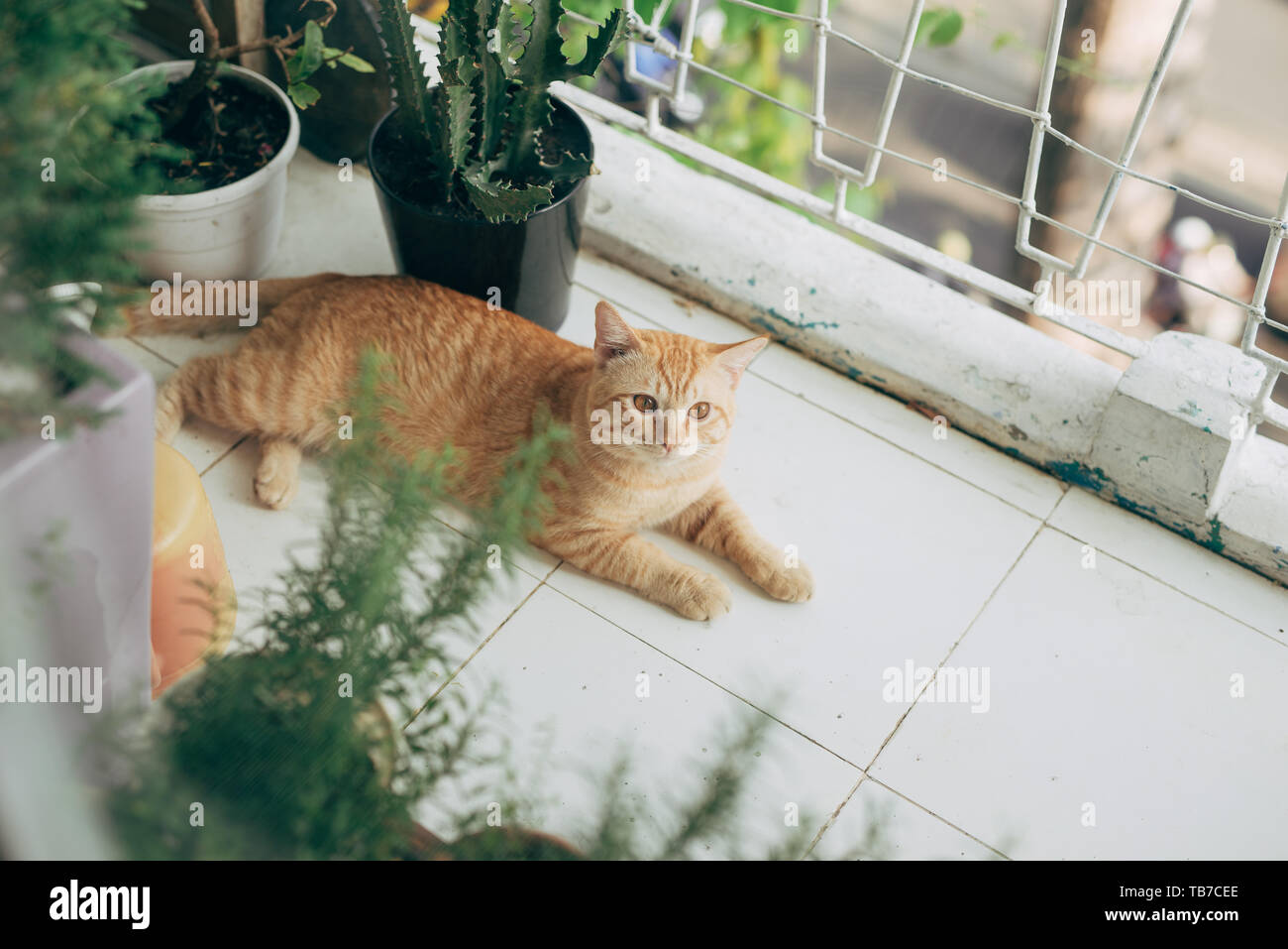 Cat on the balcony hi-res stock photography and images - Alamy