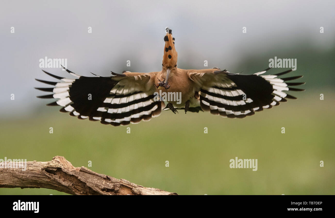 Hoopoe in flight hi-res stock photography and images - Alamy