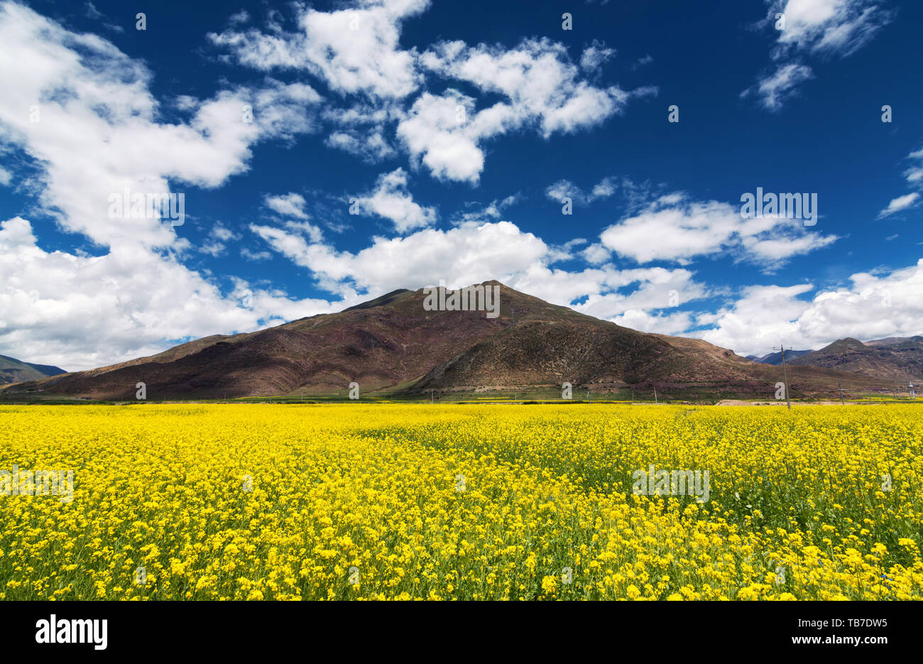Nemu tree hi-res stock photography and images - Alamy