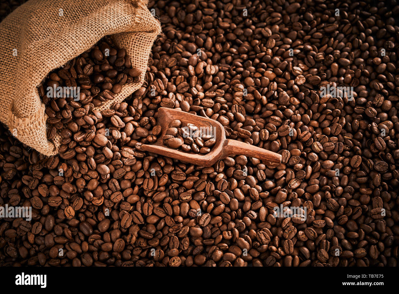 Fresh medium roasted coffee beans spilling from a rustic hessian sack with small wooden scoop ...