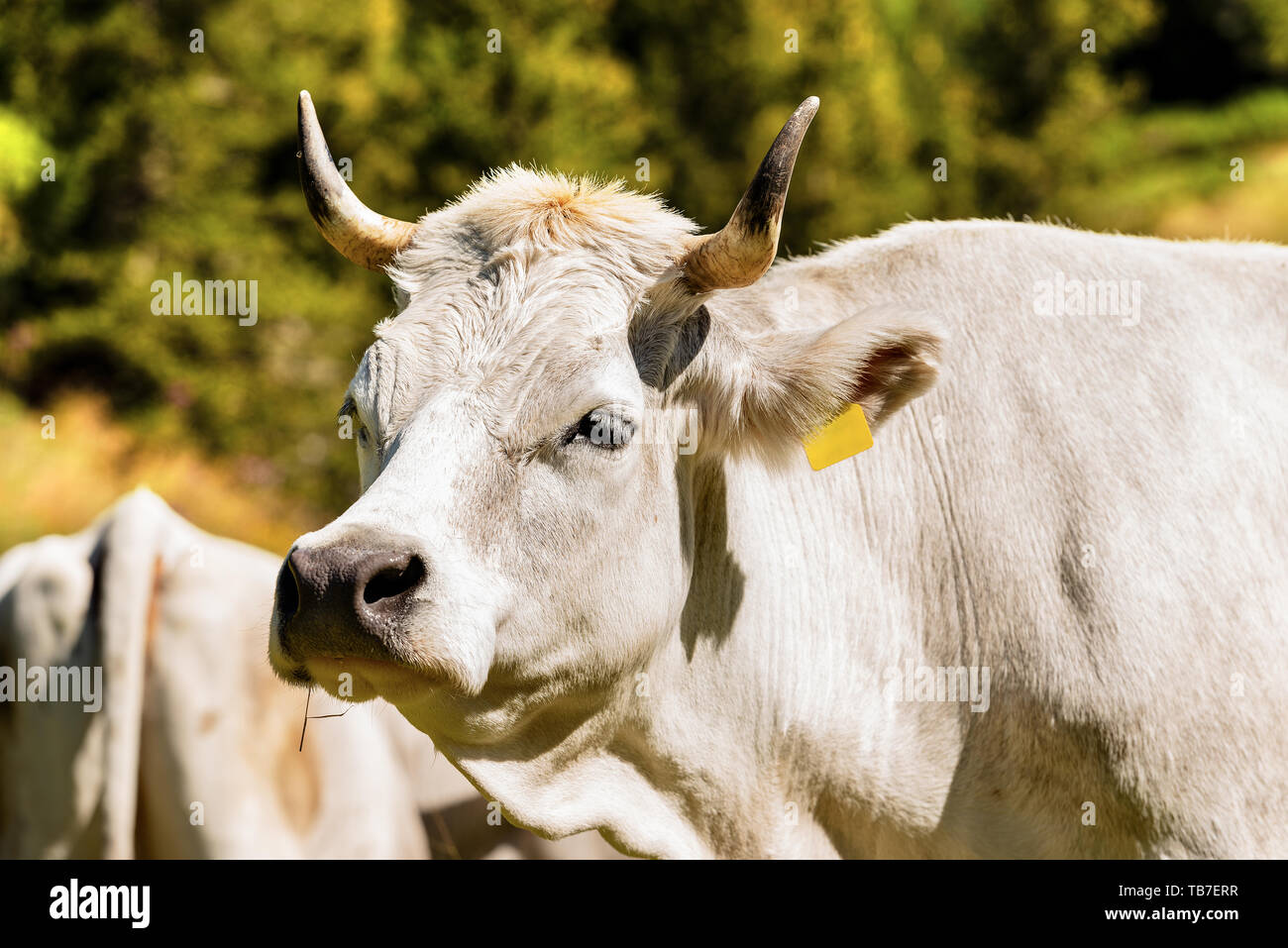 Cow - Portrait of a white heifer with horns on a green and yellow ...