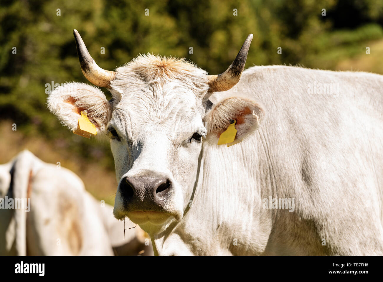 Curious cow - Portrait of a white heifer with horns looking at camera ...