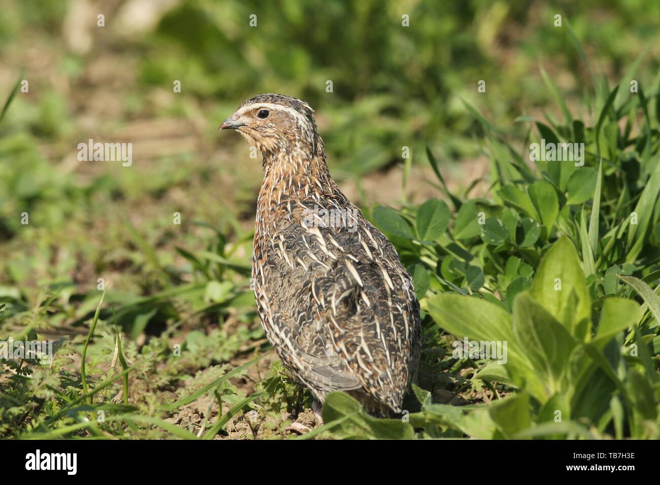 Common quail coturnix coturnix hi-res stock photography and images - Alamy