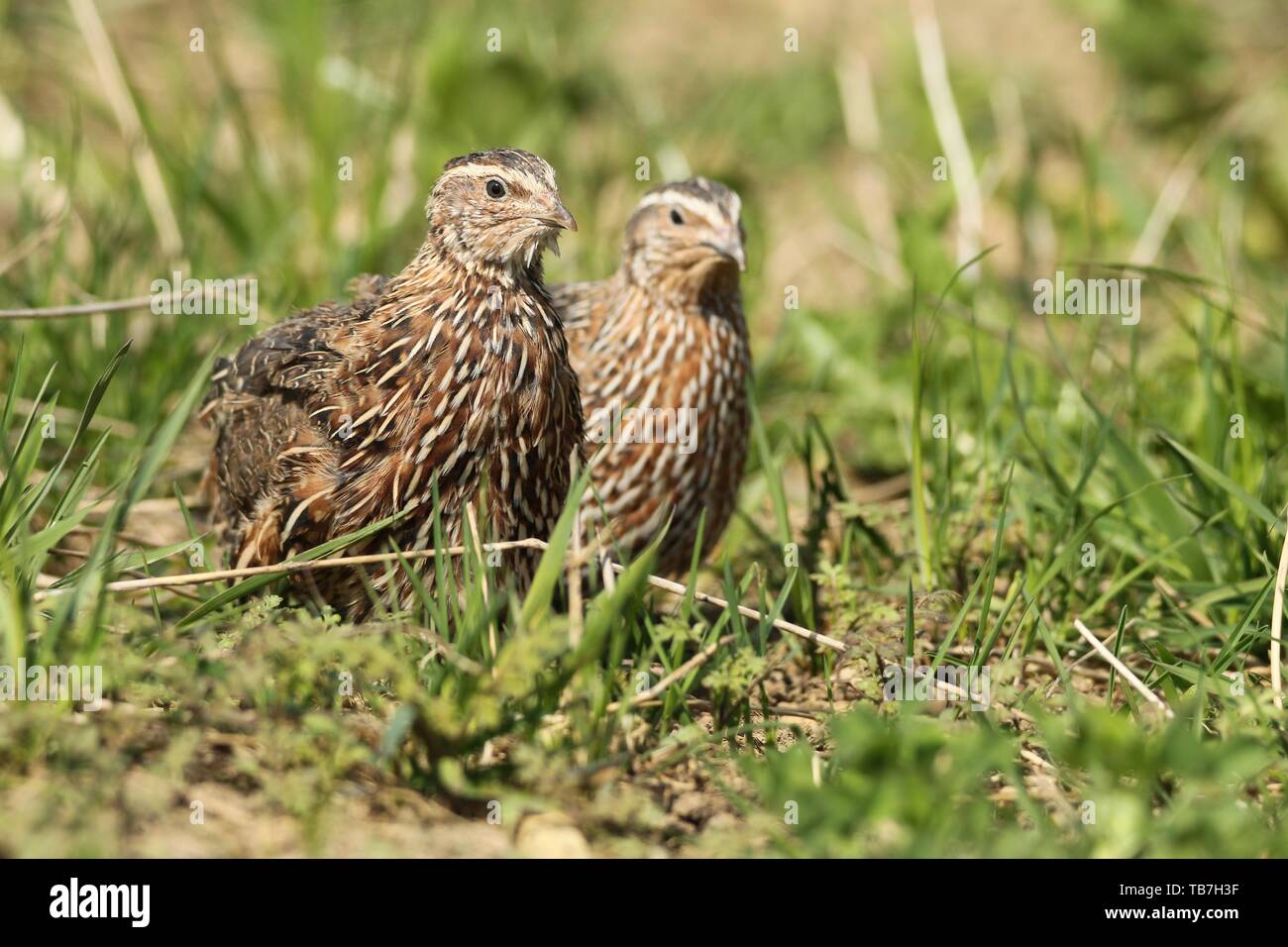 Common quails (Coturnix coturnix) Cock and hen in the field, Lower ...