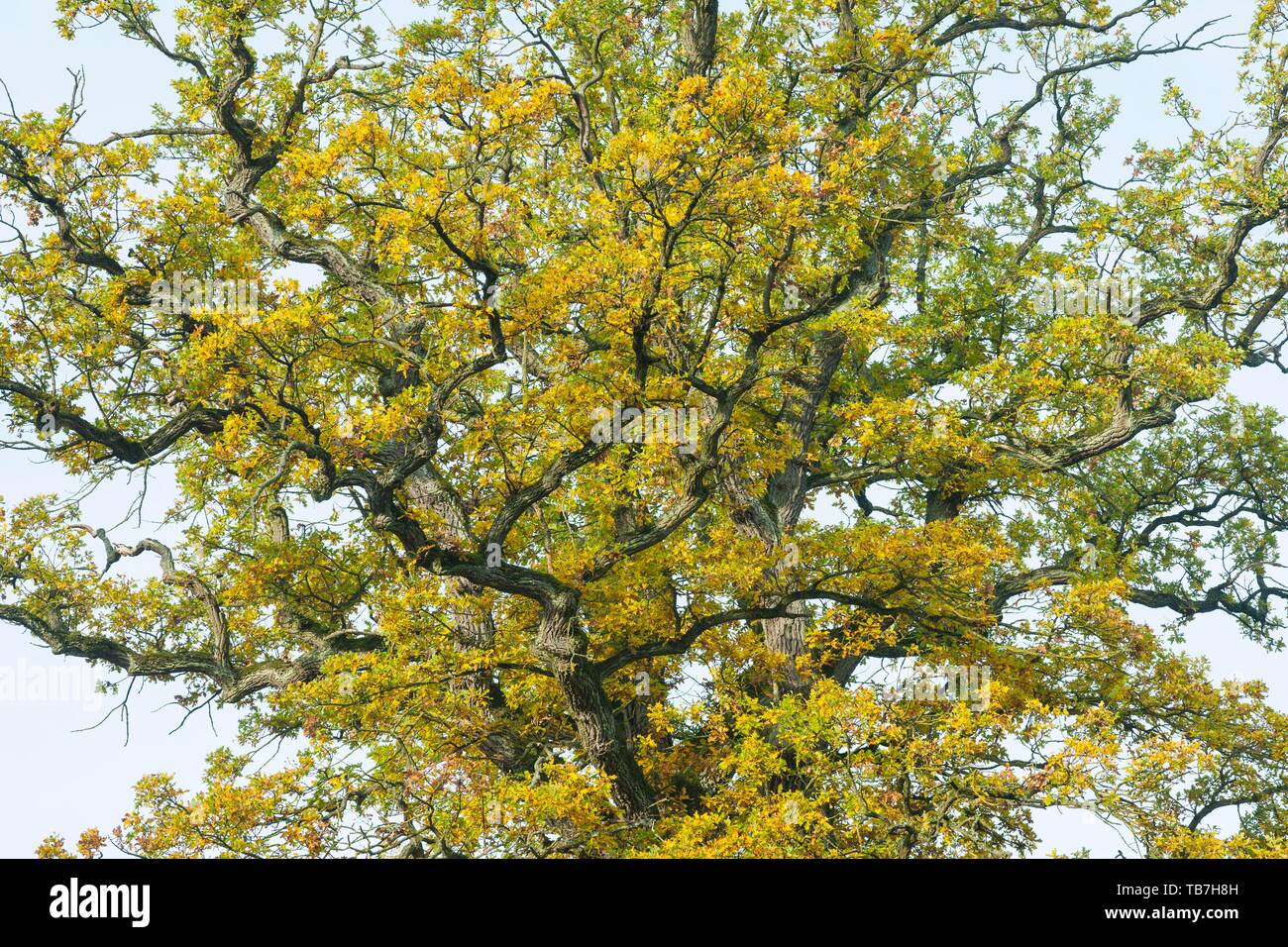 English oak (Quercus robur) tree crown in autumn, Thuringia, Germany ...