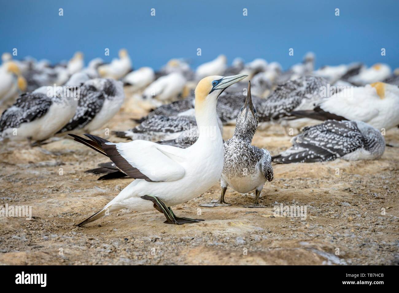 Australasian gannet morus serrator with young animal hi-res stock ...