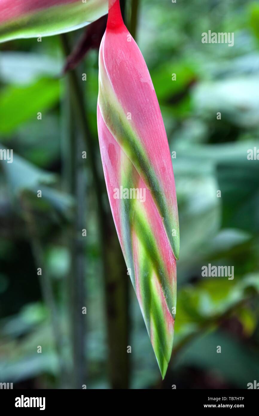Heliconia (Heliconia chartacea), pink, closed flower, detailed view ...