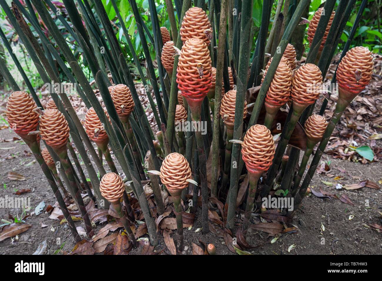 Splendid ginger (Zingiber spectabile), shoots with flowers, on Lake ...
