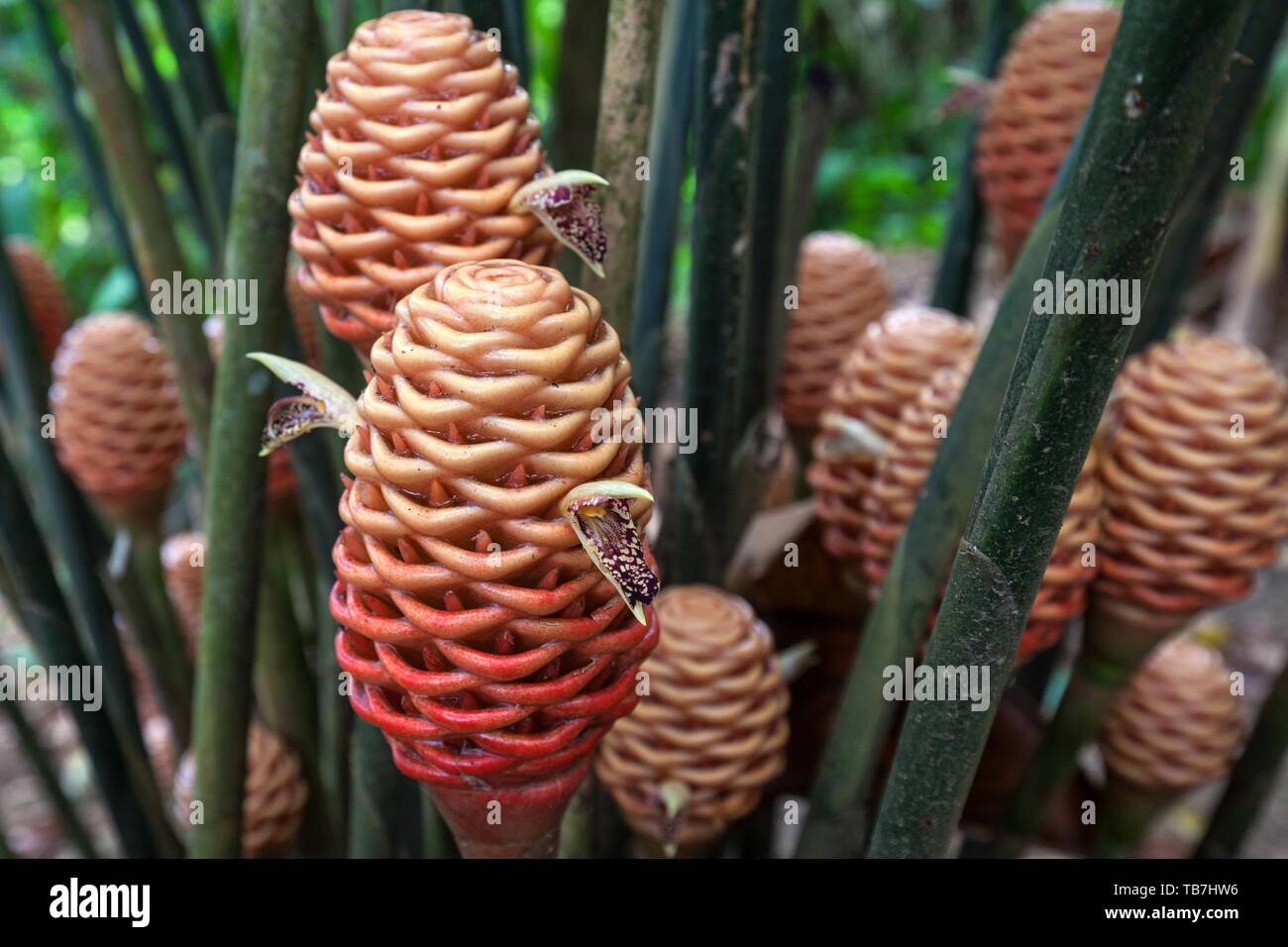 Ginger (Zingiber spectabile), flowers, Lake Arenal, Guanacaste Province ...