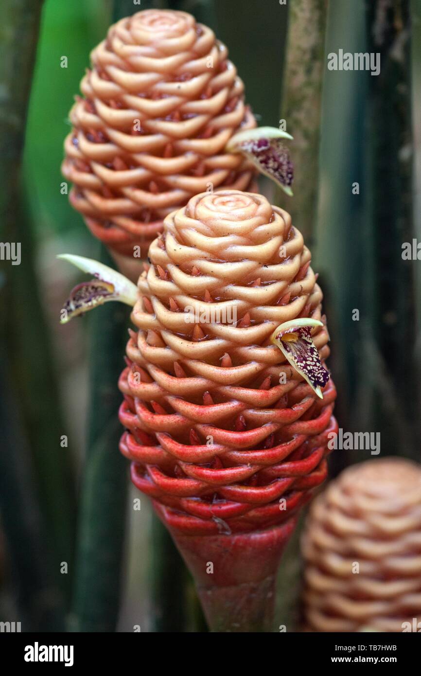 Ginger (Zingiber spectabile), flowers, Lake Arenal, Guanacaste Province ...