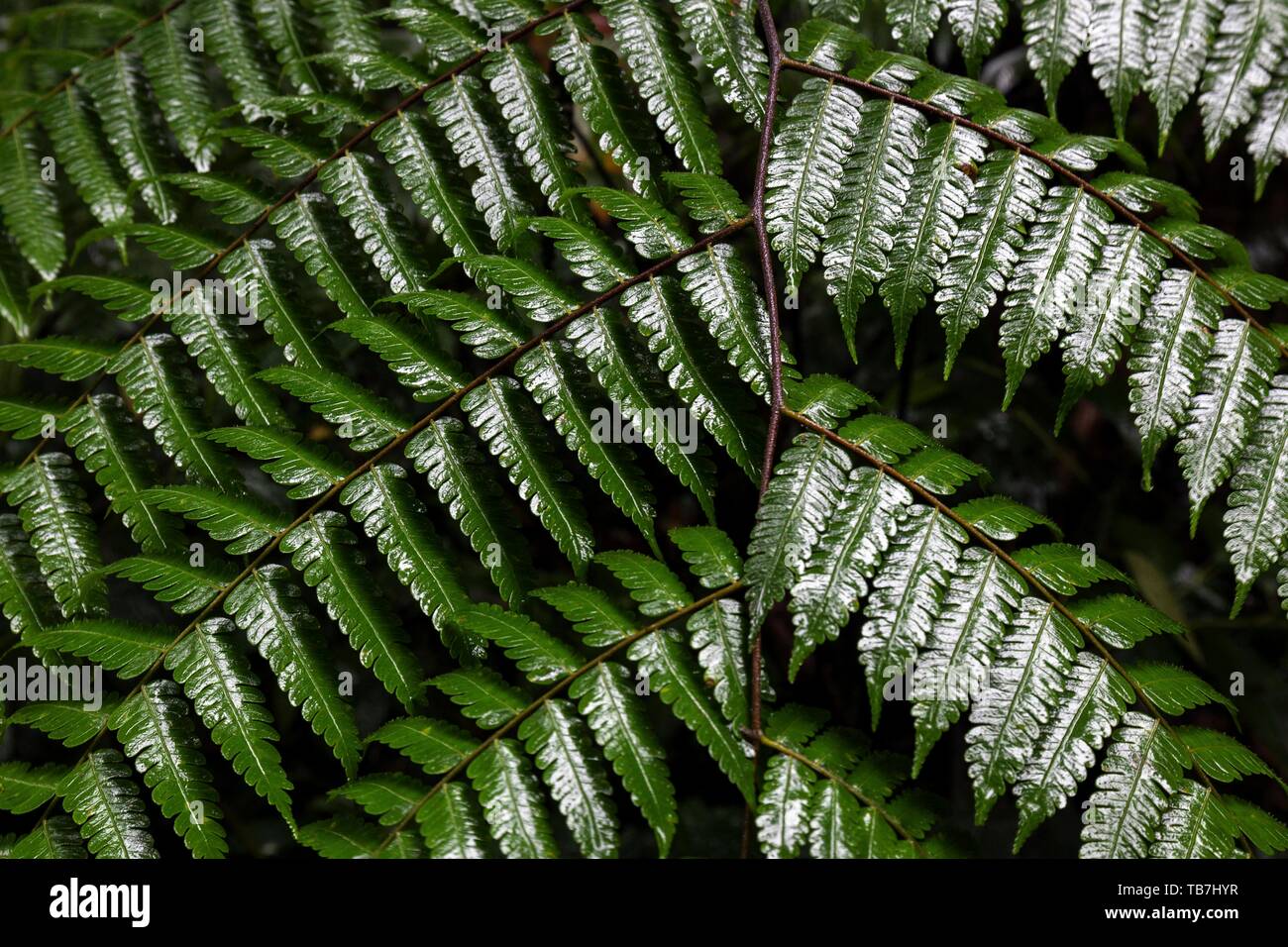 Wet fern sheet (Tracheophyta) in cloud forest, Reserva Bosque Nuboso ...