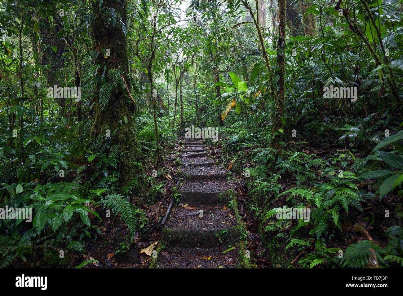 Encantado Trail, hiking trail through dense vegetation in cloud forest ...