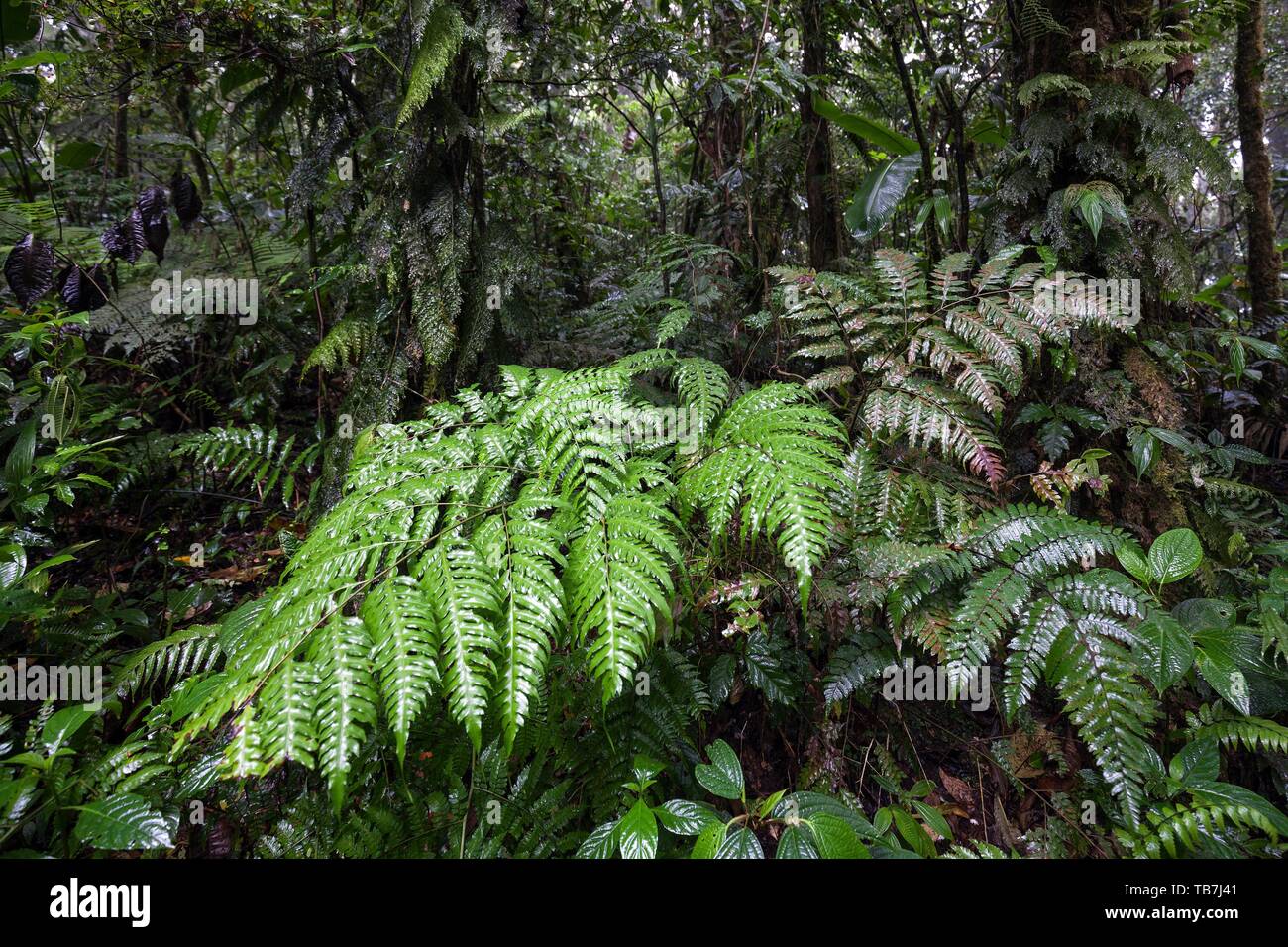 Ferns, dense vegetation in cloud forest, Reserva Bosque Nuboso Santa ...