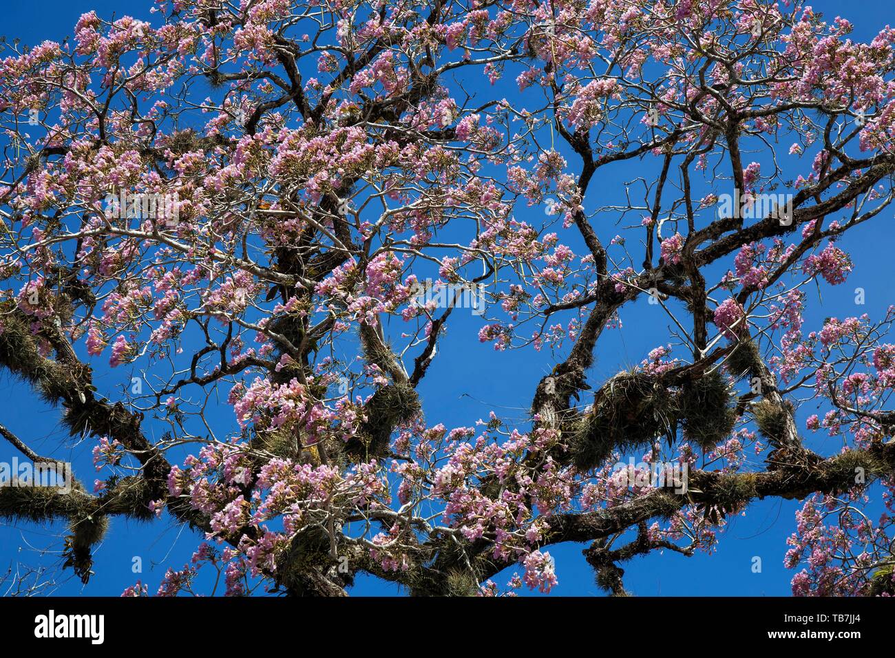 Pink flowering trumpet plant tabebuia heterophylla hi-res stock ...