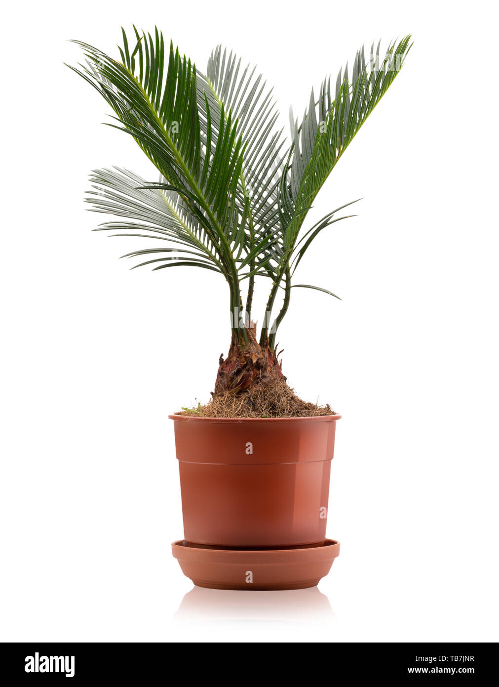 home palm Cycas revoluta in the pot on a white background Stock Photo ...