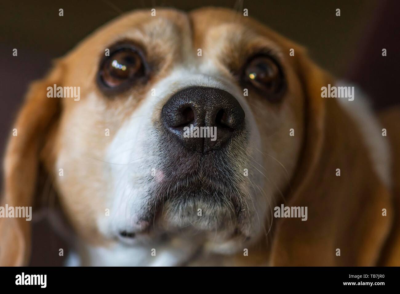 Beagle photography hi-res stock photography and images - Alamy