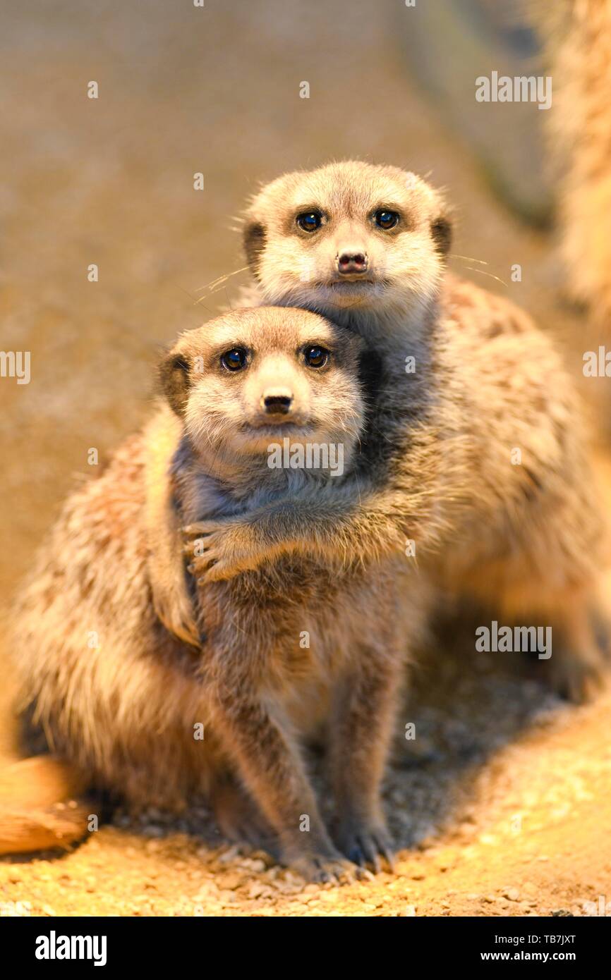 Animals of germany hi-res stock photography and images - Alamy