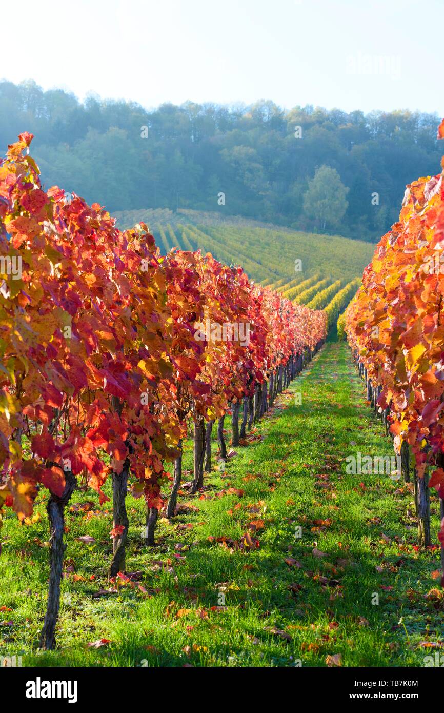 Vineyard, Fellbach near Stuttgart, Baden-Wurttemberg, Germany Stock ...