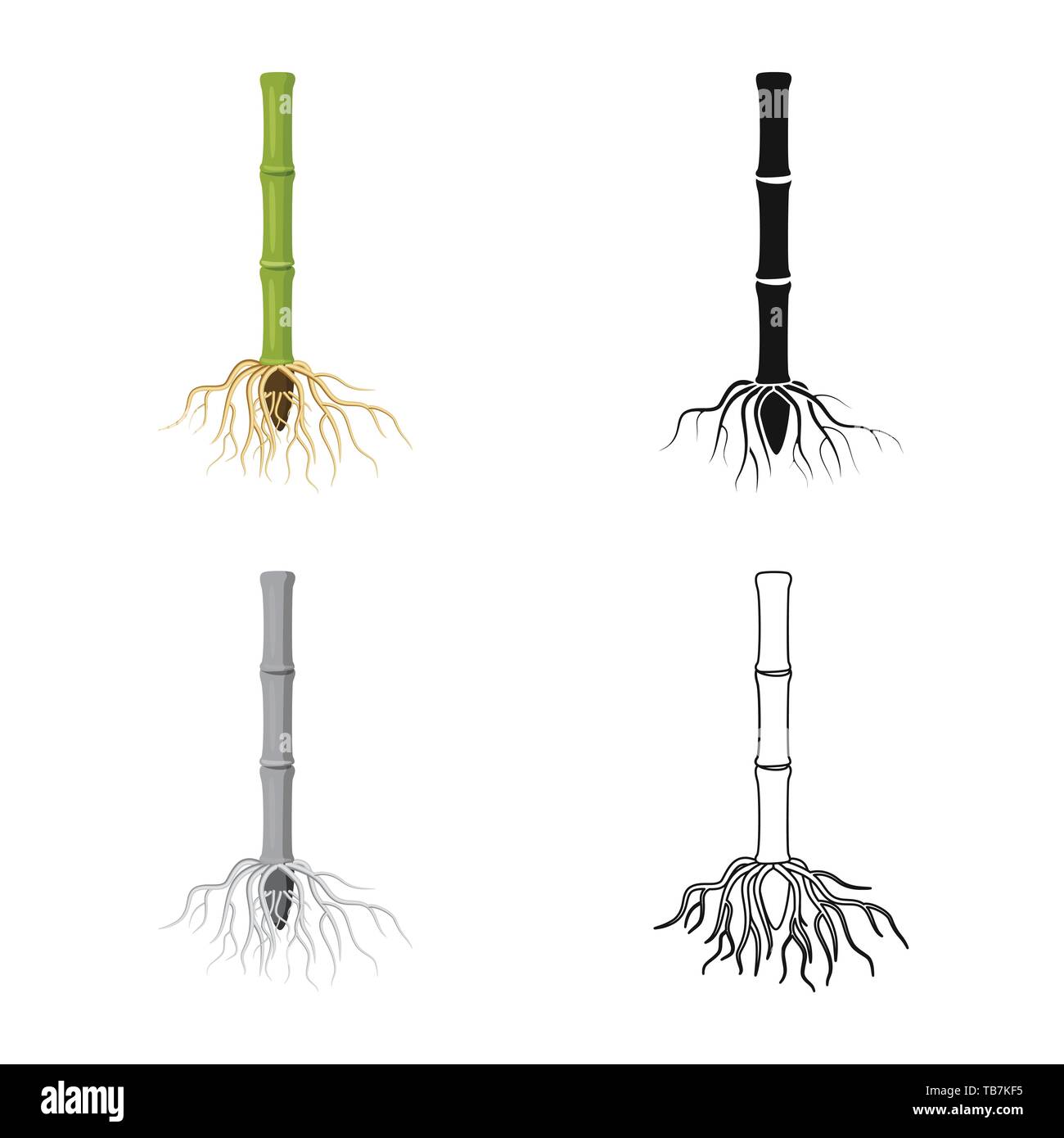 Sugarcane root Stock Vector Images - Alamy