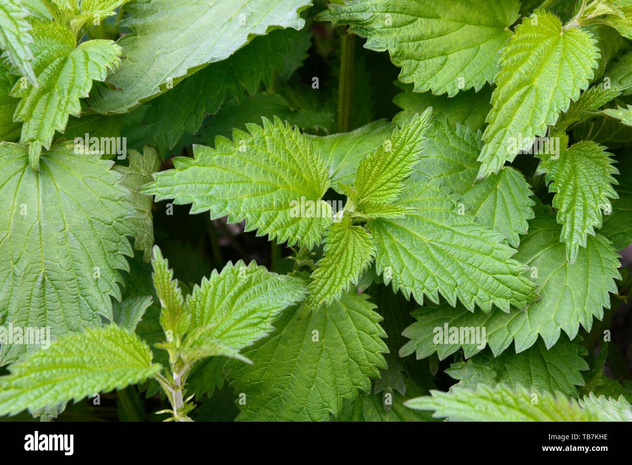 Stinging nettle (Urtica dioica), Germany Stock Photo - Alamy