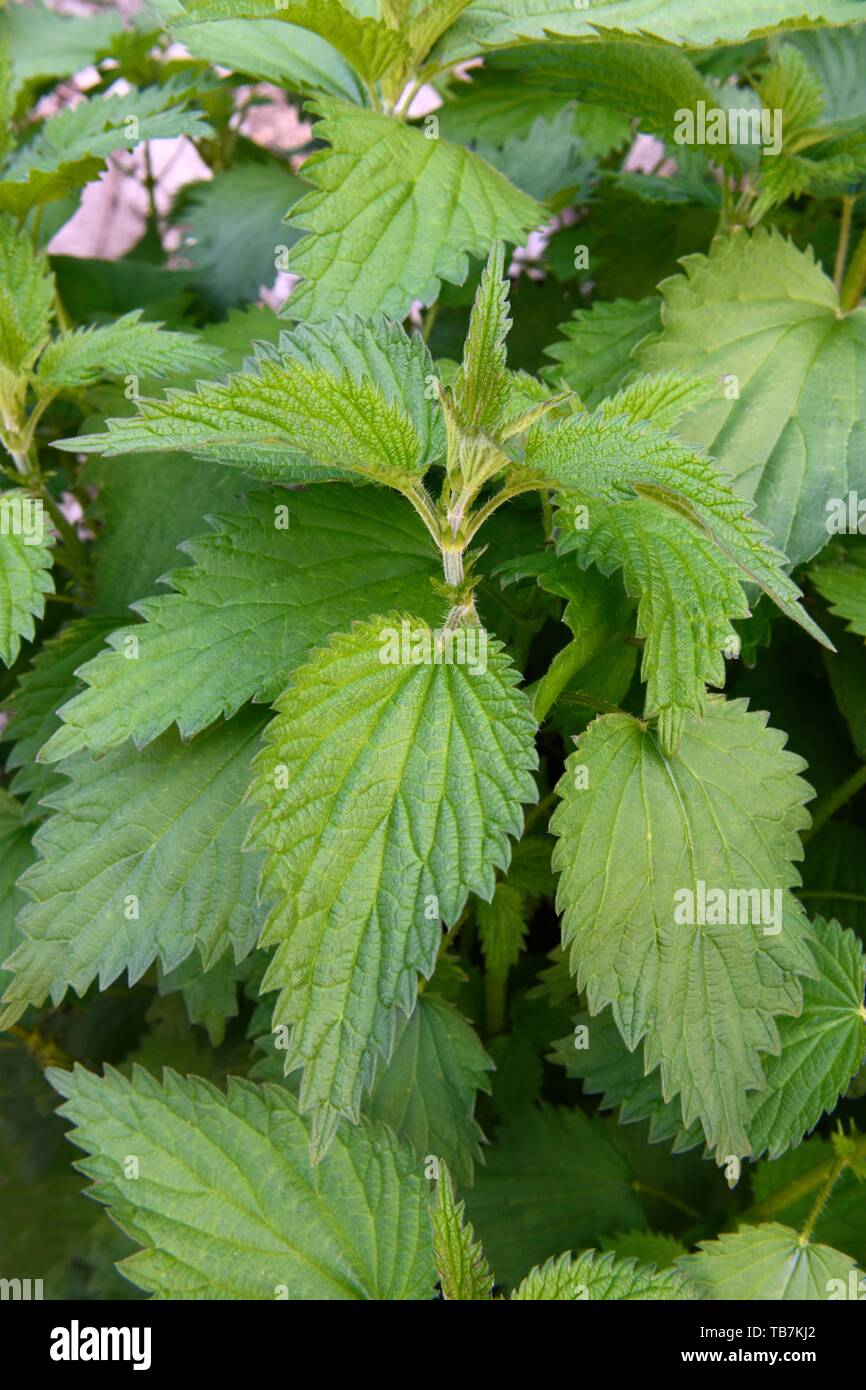 Stinging nettle (Urtica dioica), Germany Stock Photo - Alamy