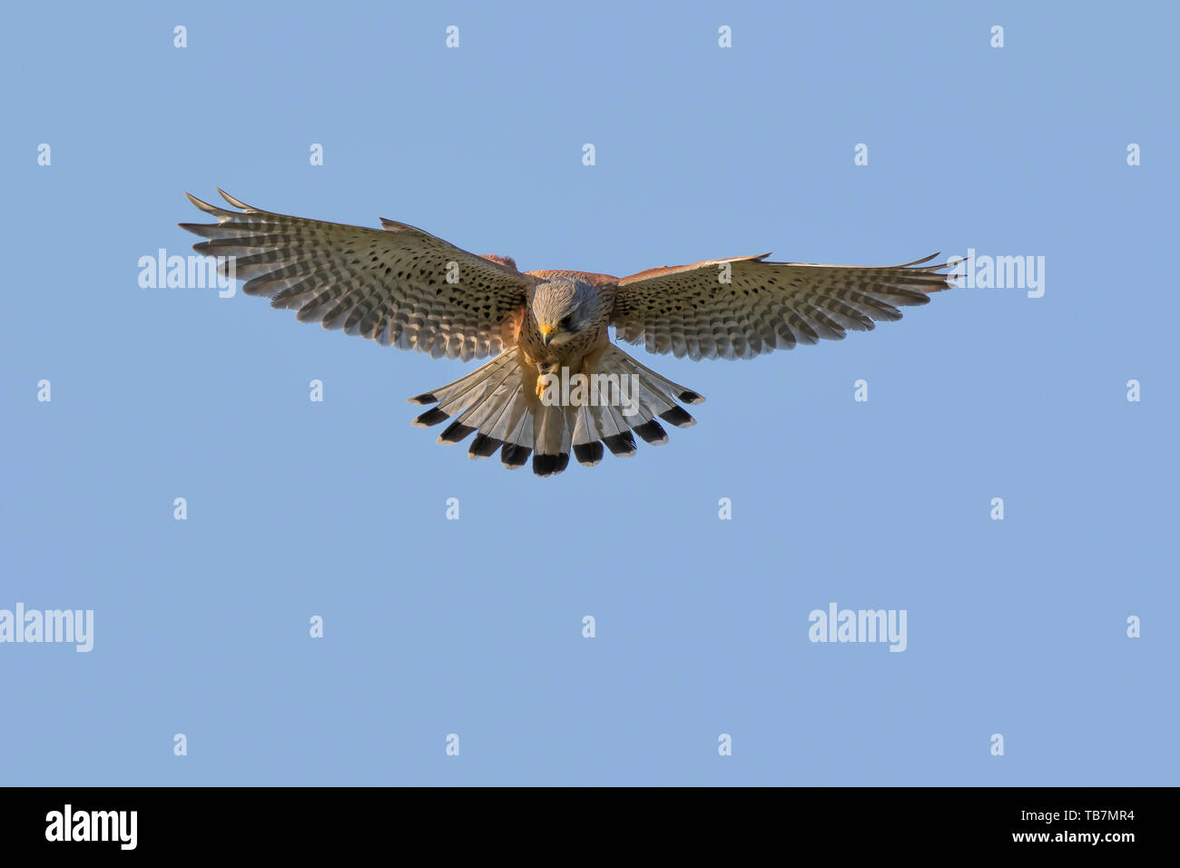 Wild, UK kestrel (Falco tinnunculus) hovering isolated in midair ...