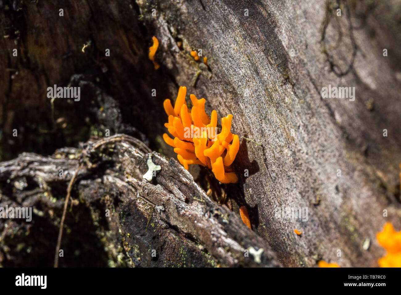 Tree like coral hi-res stock photography and images - Alamy