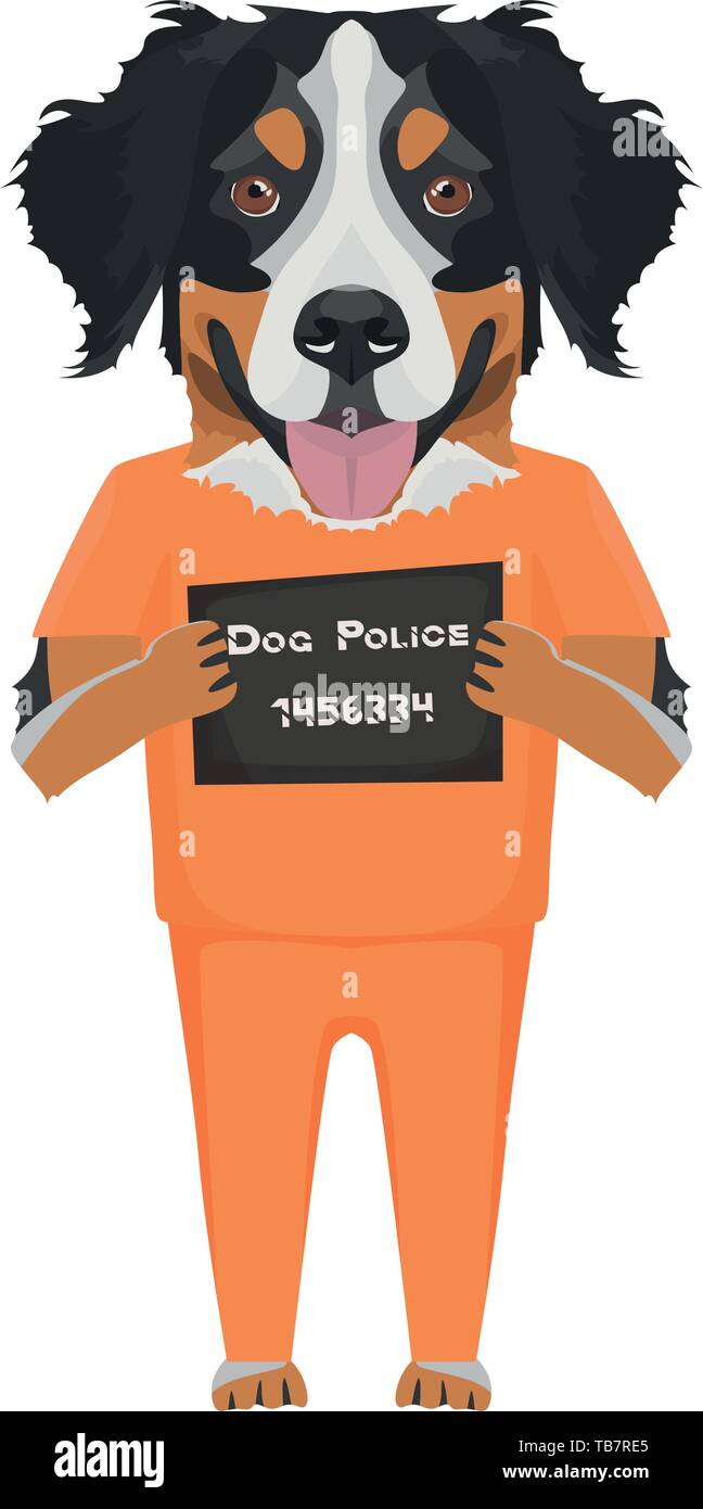 Police photo prison uniform Bernese Mountain Dog - Mugshot of the ...