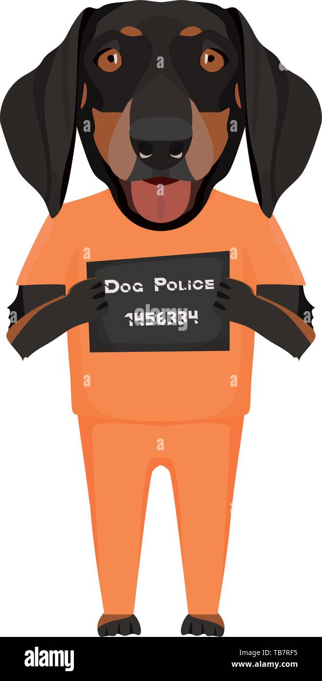 Police photo prison clothes dachshund - Mugshot of the guilty dog. The ...