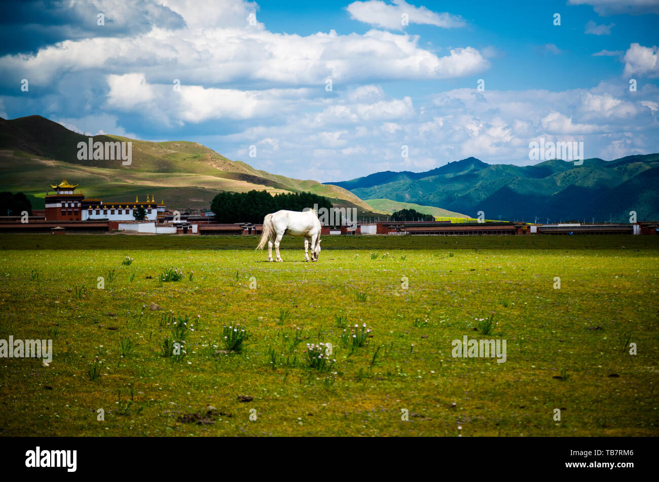 Animal pastoral pastoral prairie hi-res stock photography and images ...