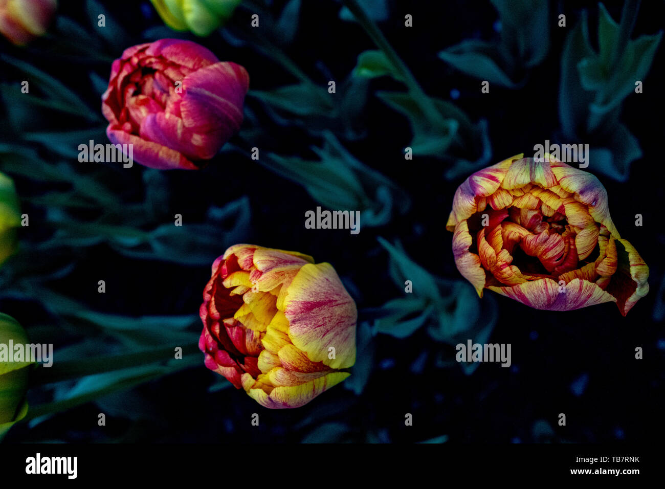 Tulips during Spring in Ottawa are a huge tourist draw. Annual tulip ...
