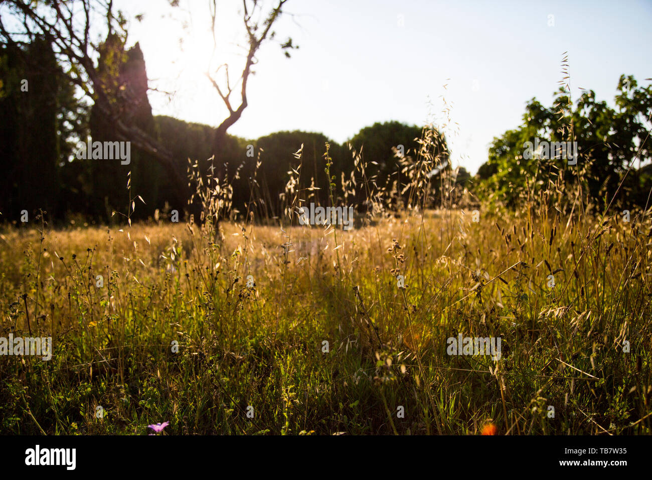 Warm sunlight shines through field of grass in Provence, France Stock ...