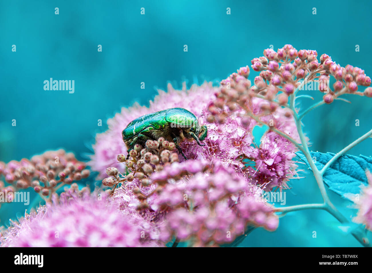 Golden bronze Cetonia aurata is a type of Coleoptera from the subfamily ...