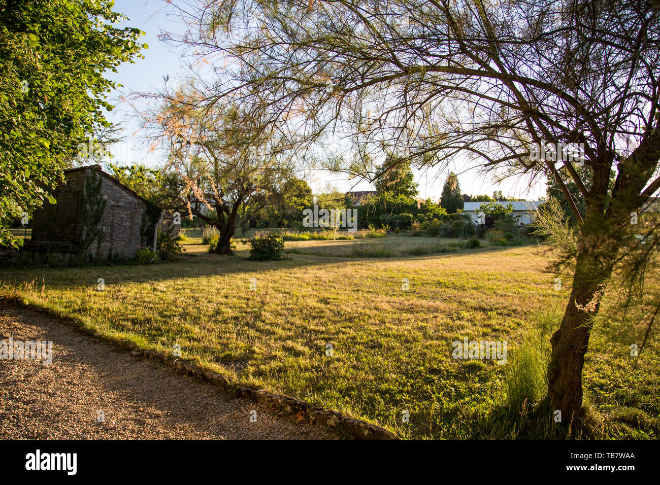 Warm afternoon sun on orchard with old wooden shack, with fruit trees ...