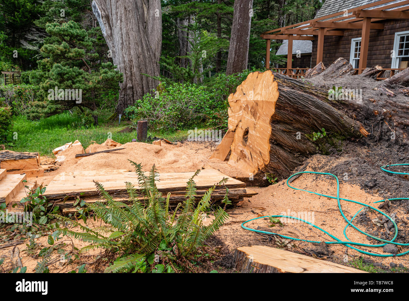 Lumber salvaged from a fallen tree at Shore Acres State Park, Coos Bay ...