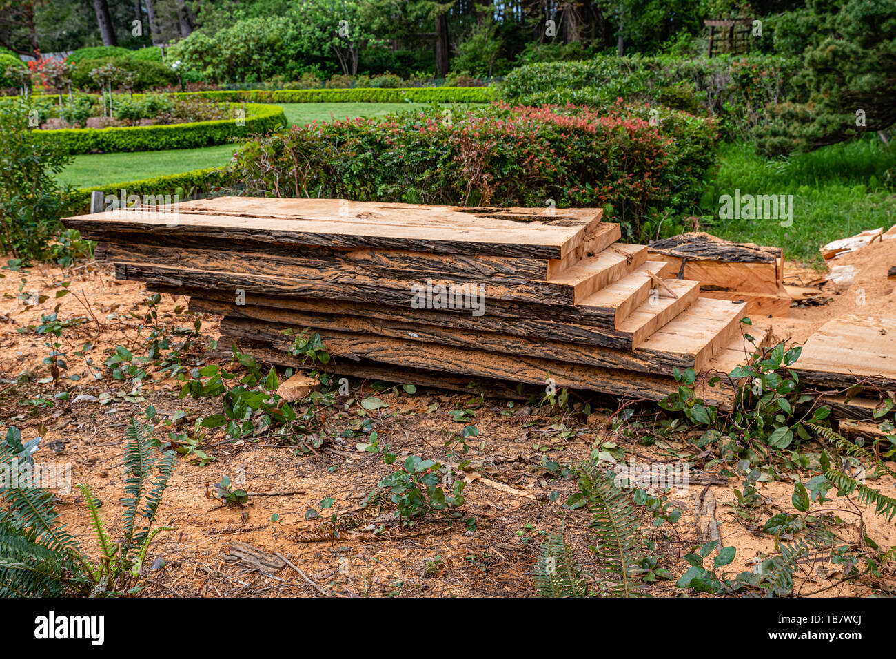 Lumber salvaged from a fallen tree at Shore Acres State Park, Coos Bay ...