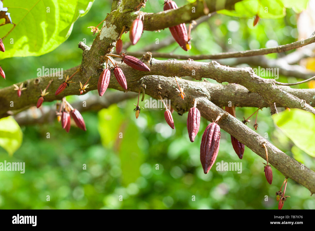Very young Trinitario cocoa (Theobroma cacao) pods on Sumatra ...