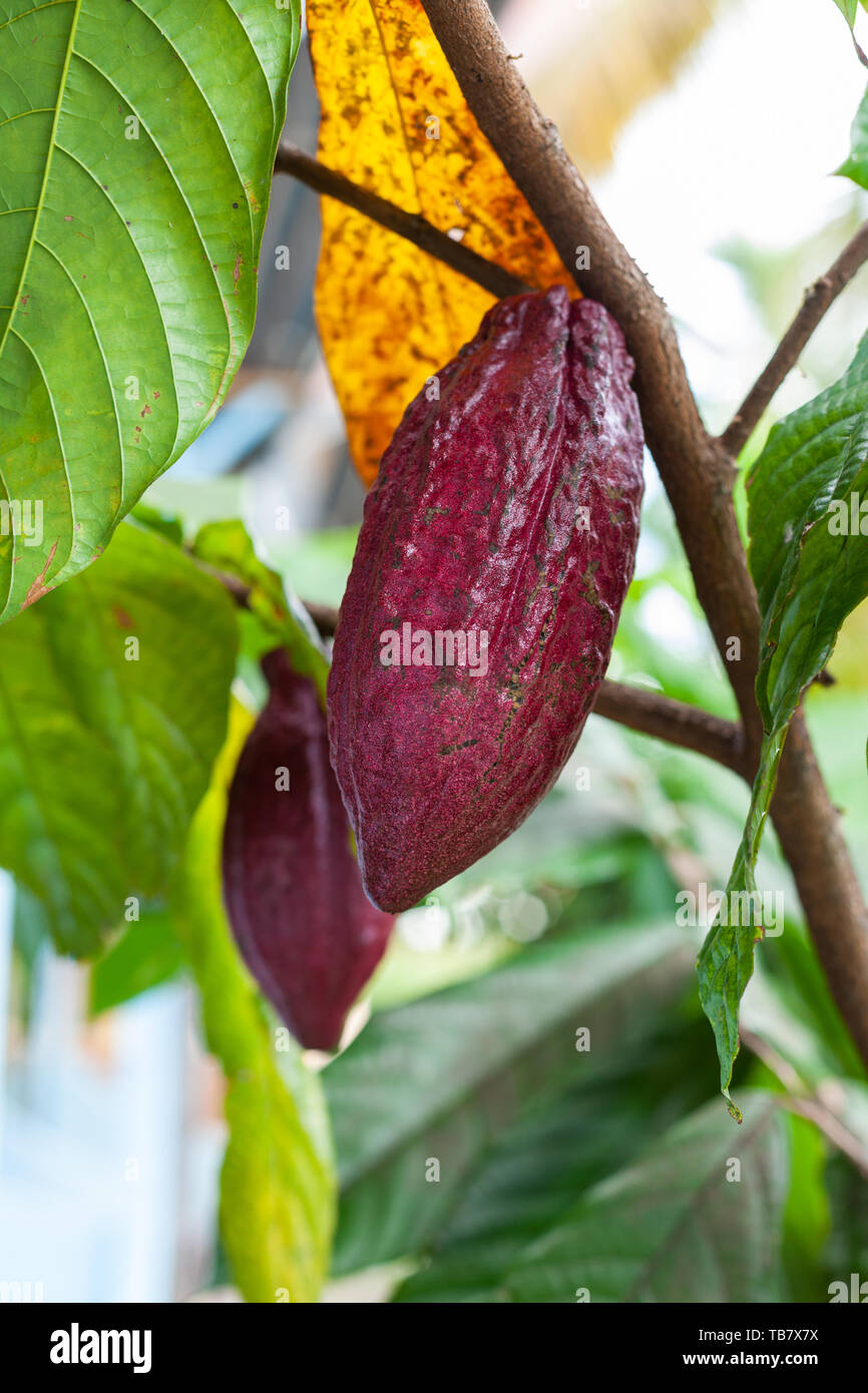 Trinitario cocoa (Theobroma cacao) pods on Sumatra, Indonesia Stock ...