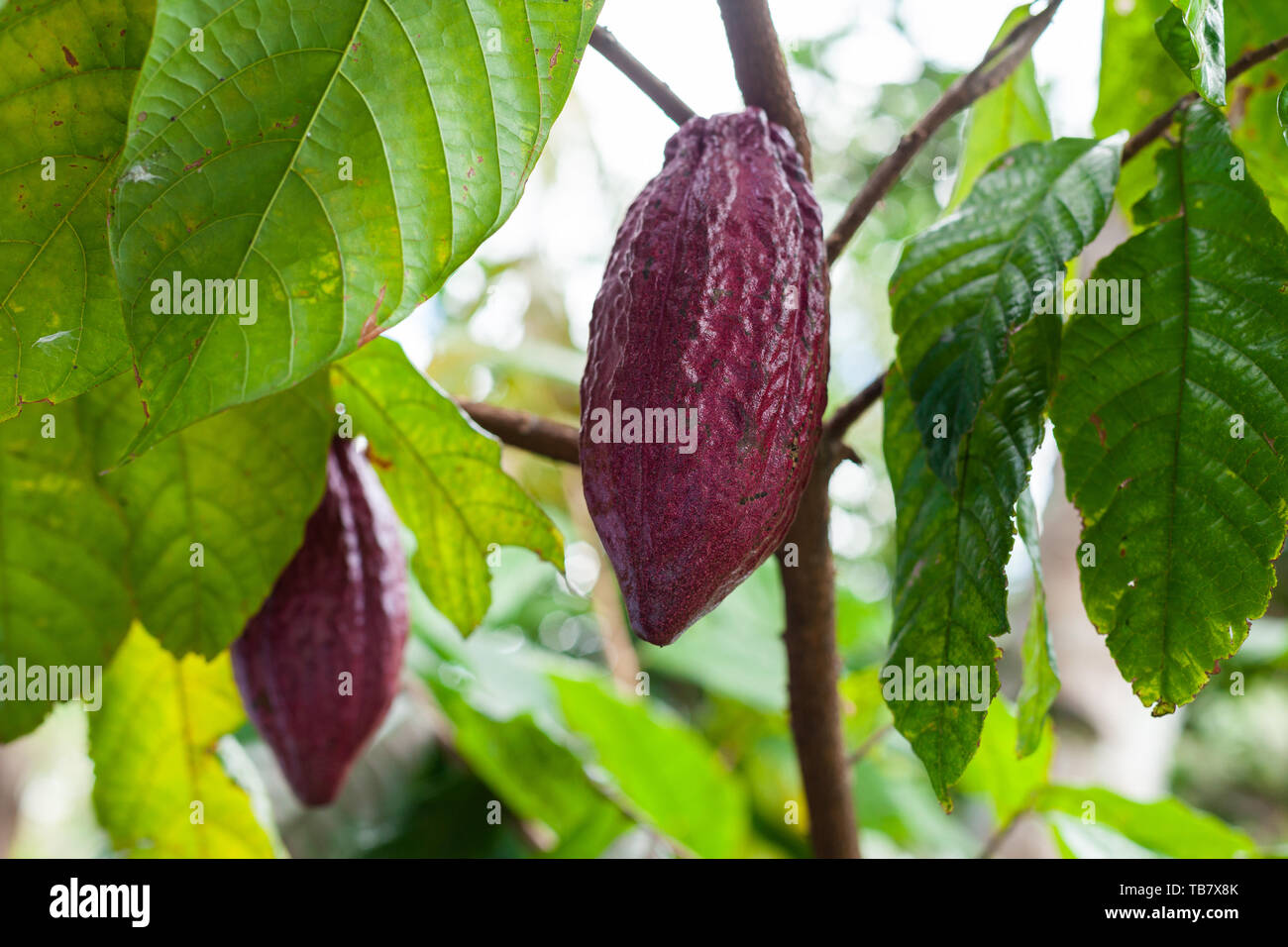 Trinitario bean hi-res stock photography and images - Alamy