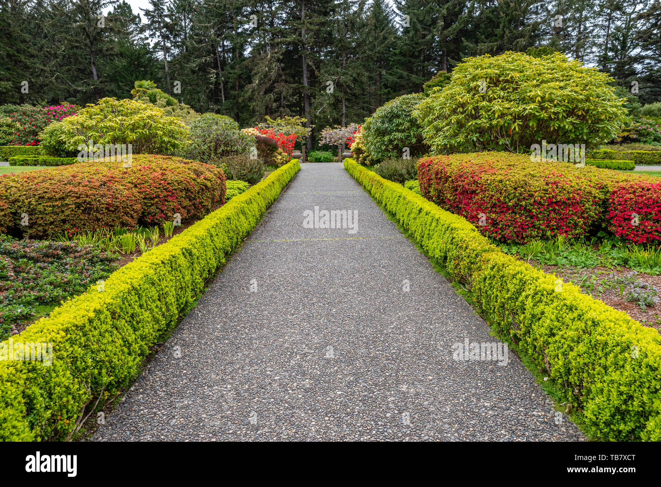 Walkway through a formal boxwood hedge at Shore Acres State Park, Coos ...