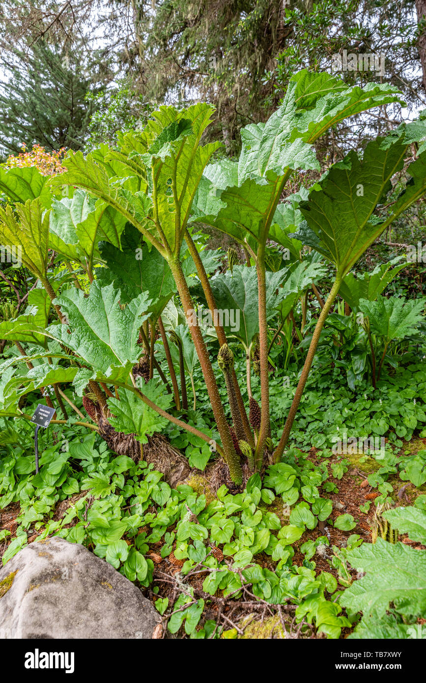 Gunnera tinctoria plant growing in the gardens at Shore Acres State ...