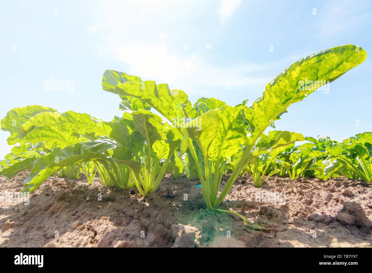 Sugar beet field. Green sugar beets in the ground Stock Photo - Alamy