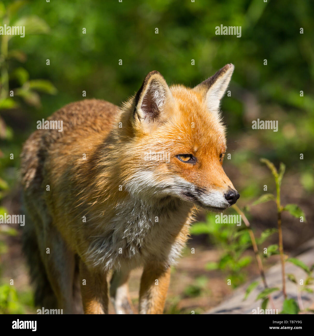 Fox up close hi-res stock photography and images - Alamy
