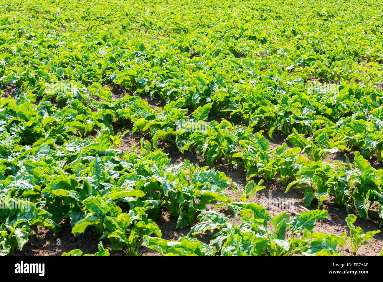 Sugar beet field. Green sugar beets in the ground Stock Photo - Alamy