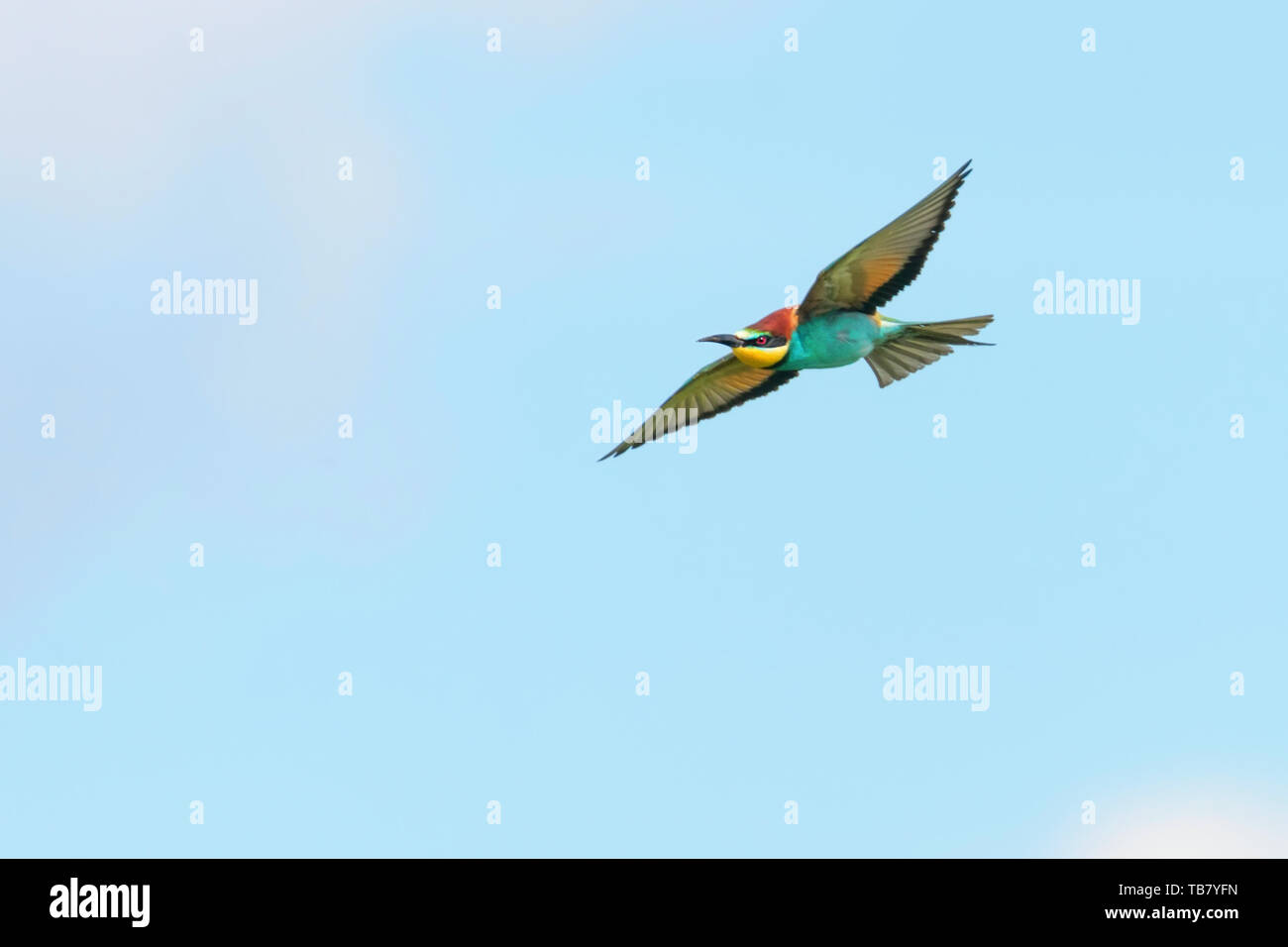European Bee-Eater In Flight (Merops Apiaster Stock Photo - Alamy
