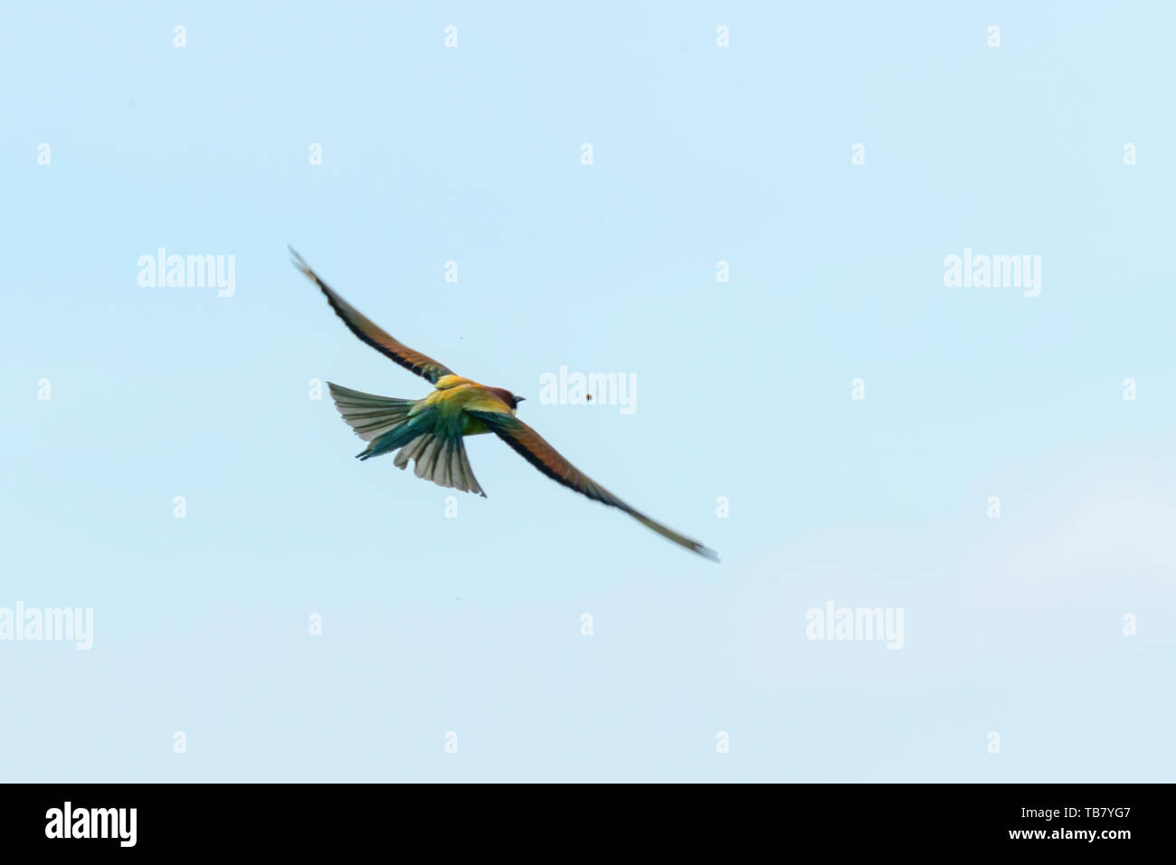 European Bee-Eater In Flight (Merops Apiaster Stock Photo - Alamy
