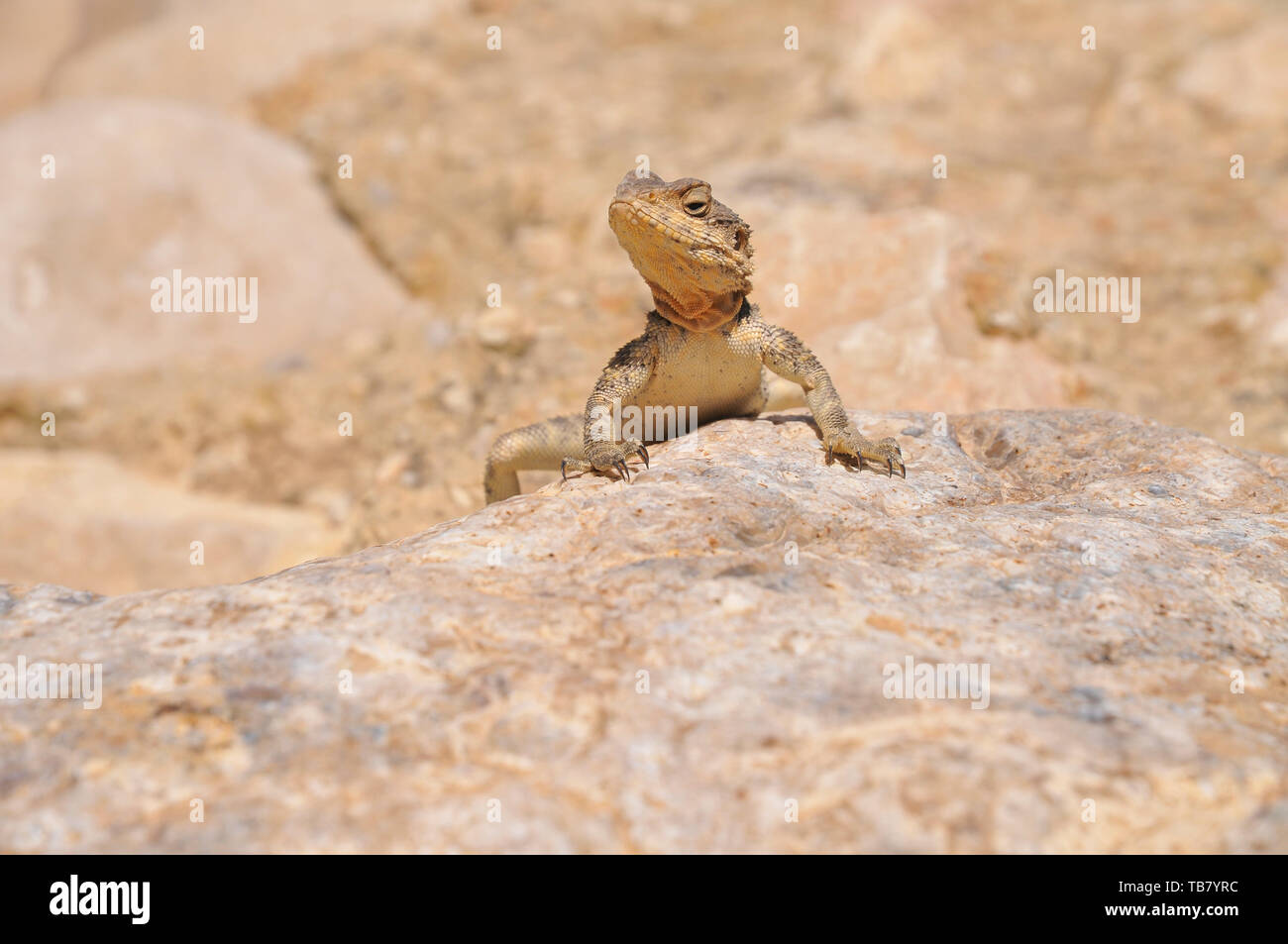 Stellagama (Stellagama stellio) AKA stellion, hardim, hardun, star ...